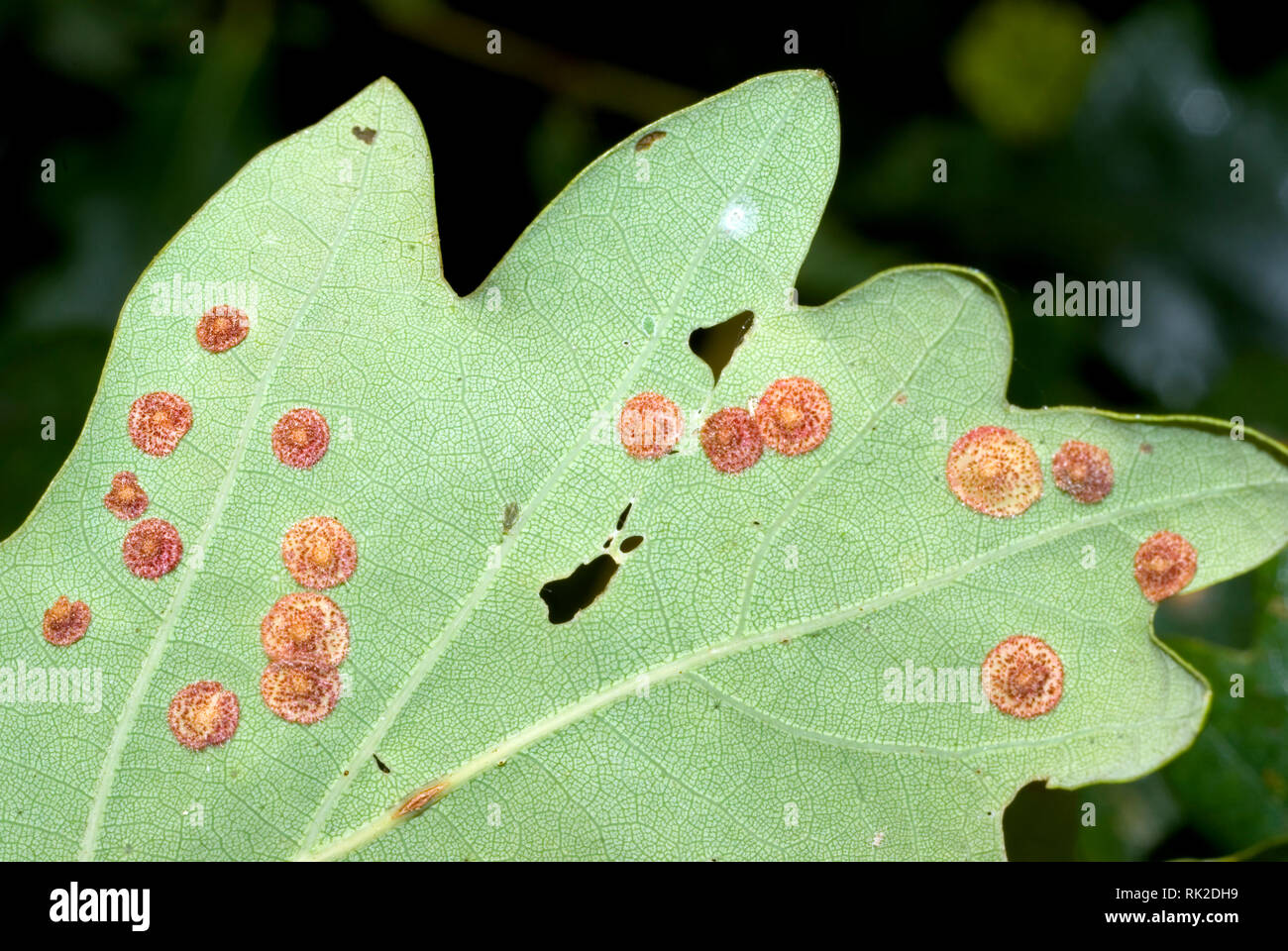 Spangle gall hi-res stock photography and images - Alamy