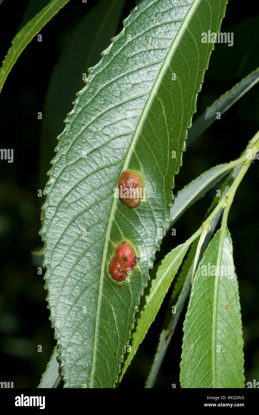 Willow Red Bean-Gall Stock Photo - Alamy