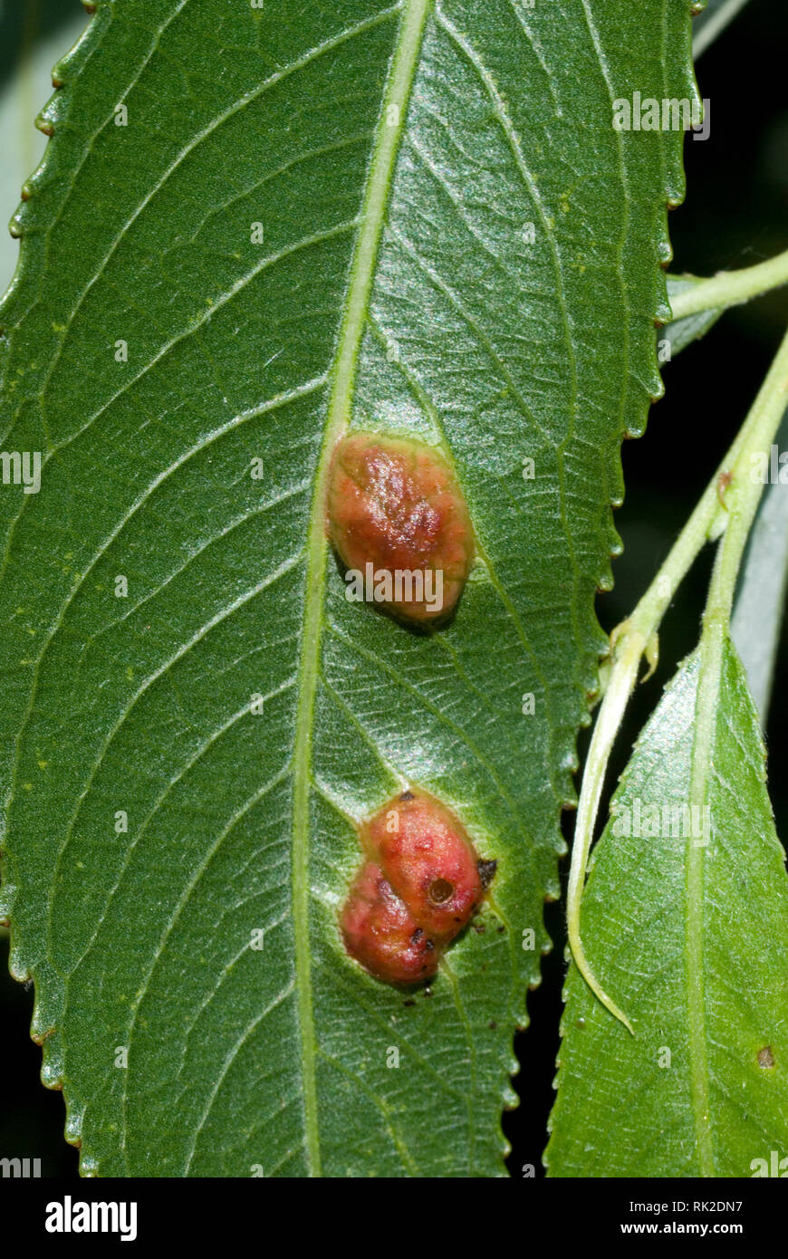 Red bean tree hi-res stock photography and images - Alamy