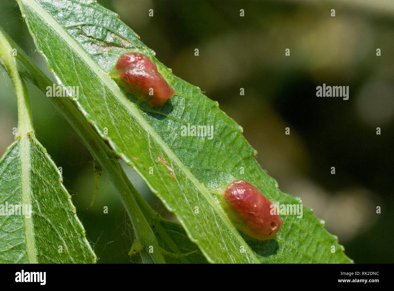 Willow Red Bean-Gall Stock Photo - Alamy