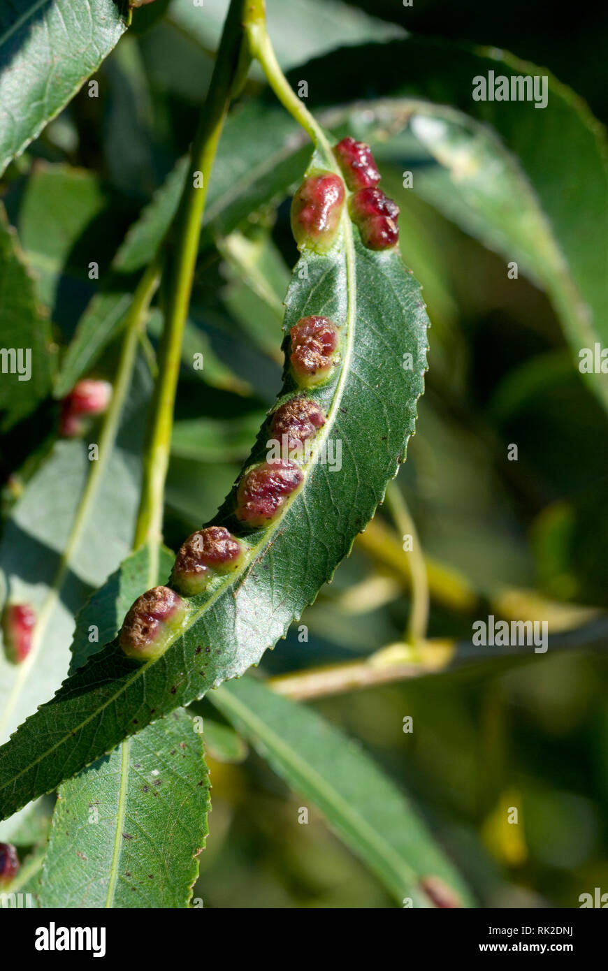Willow sawfly hi-res stock photography and images - Alamy