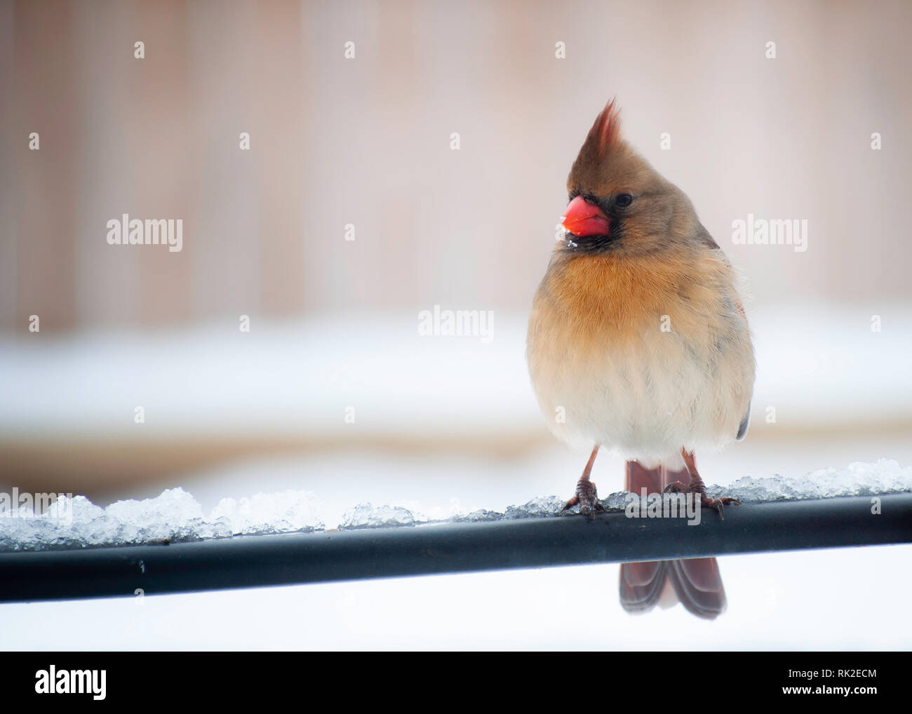 Female cardinal in the snow Stock Photo - Alamy