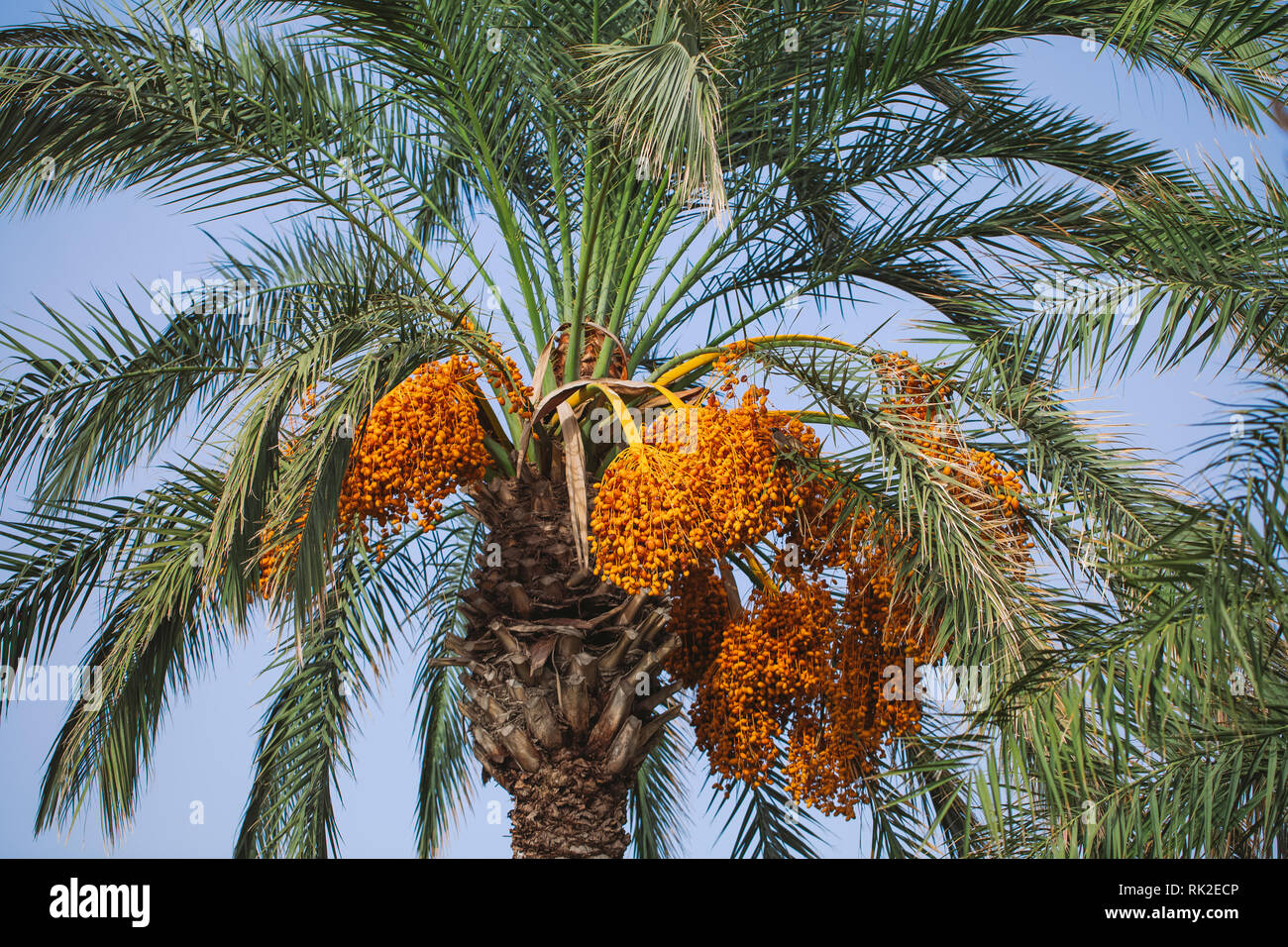 Closeup view of palm tree isolated at blue sky background. Summer ...