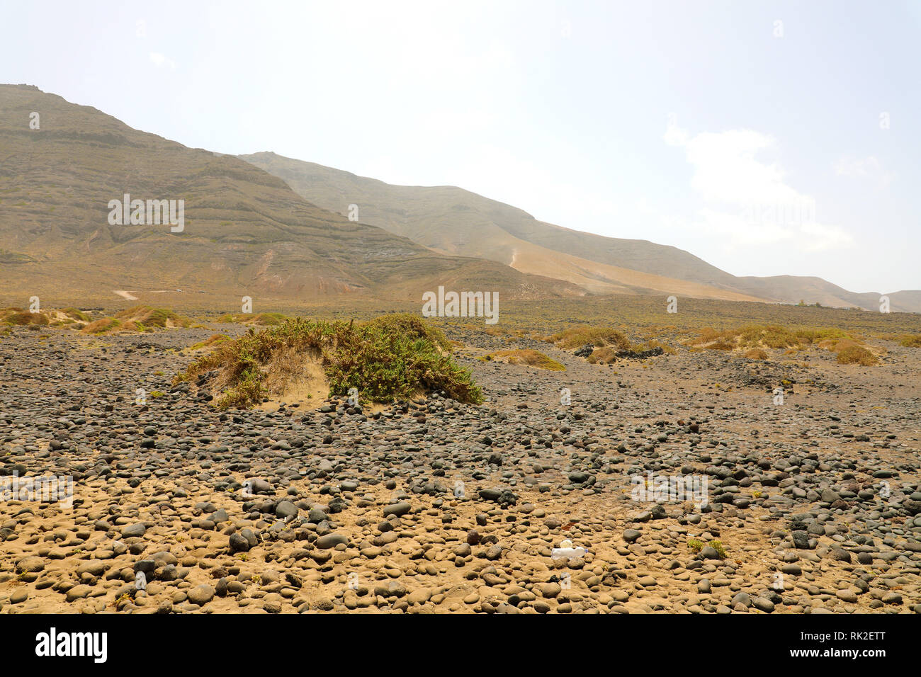 Desert plant pebbles hi-res stock photography and images - Alamy