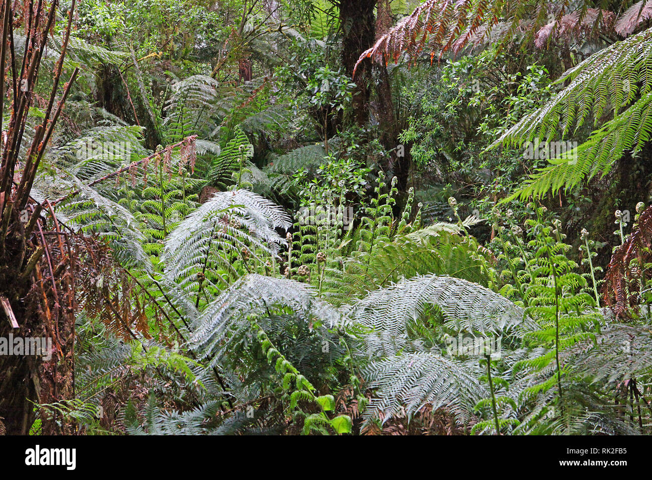 Visit Australia. Along the Great Ocean road. Forest pathways and the ...