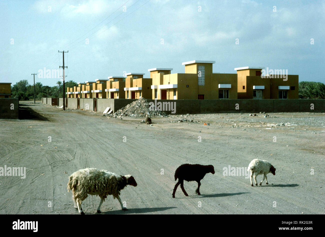 Sheep crossing a road in central Fujairah, 1978, UAE Stock Photo - Alamy