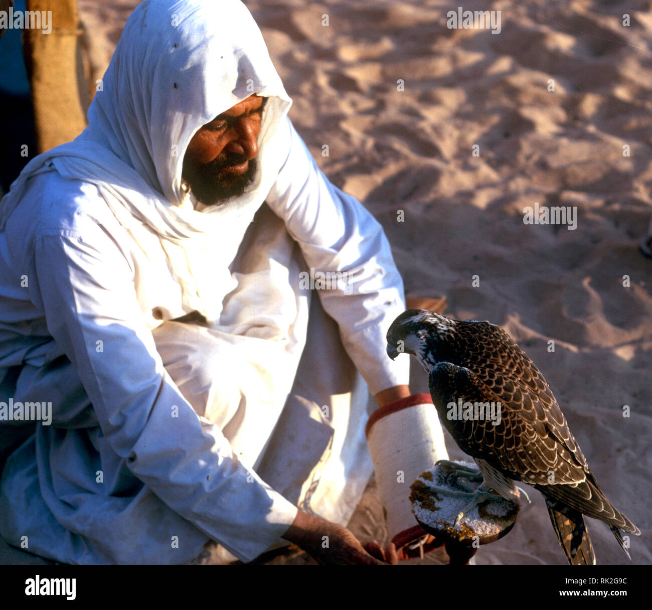 Bedouin man training a falcon to hunt, Dubai 1974, UAE Stock Photo - Alamy