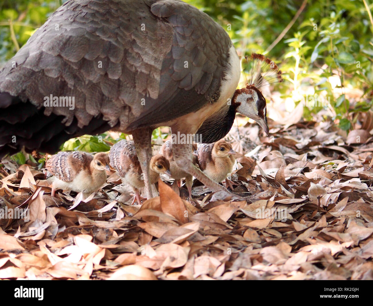Peahen bird hi-res stock photography and images - Alamy