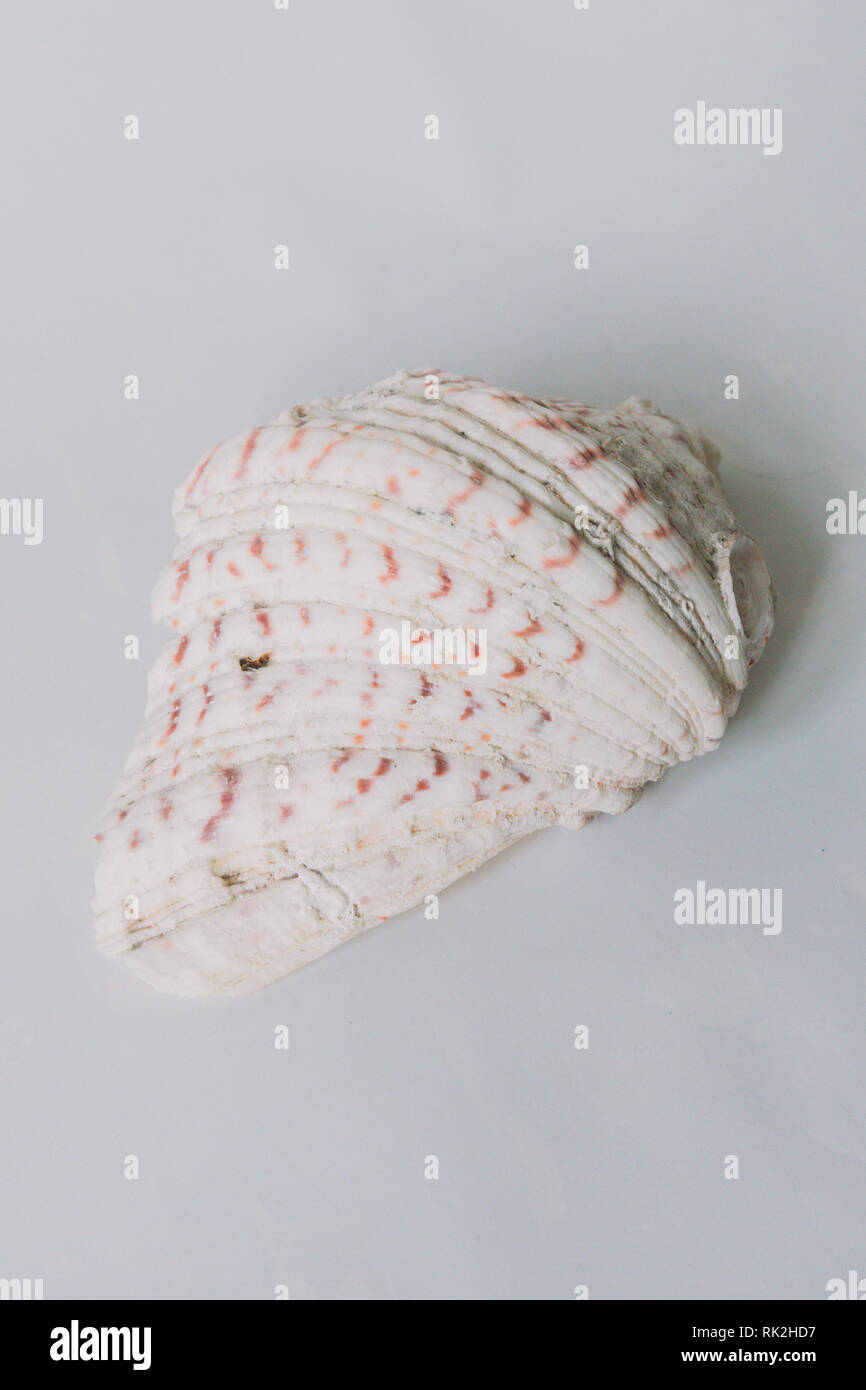A shell on white background Stock Photo - Alamy