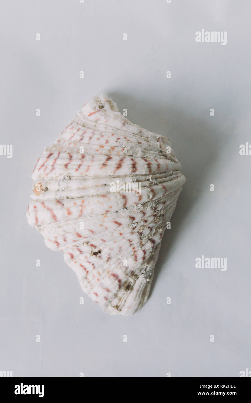 A shell on white background Stock Photo - Alamy