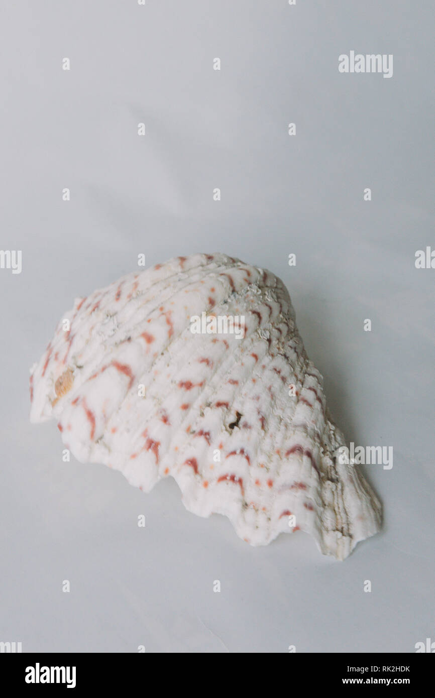 A shell on white background Stock Photo - Alamy