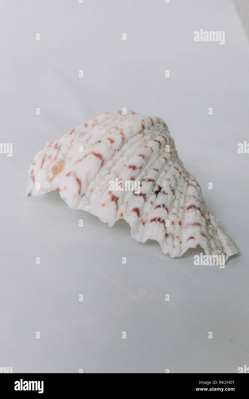 A shell on white background Stock Photo - Alamy
