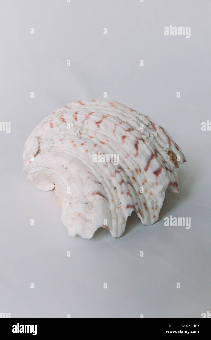 A shell on white background Stock Photo - Alamy