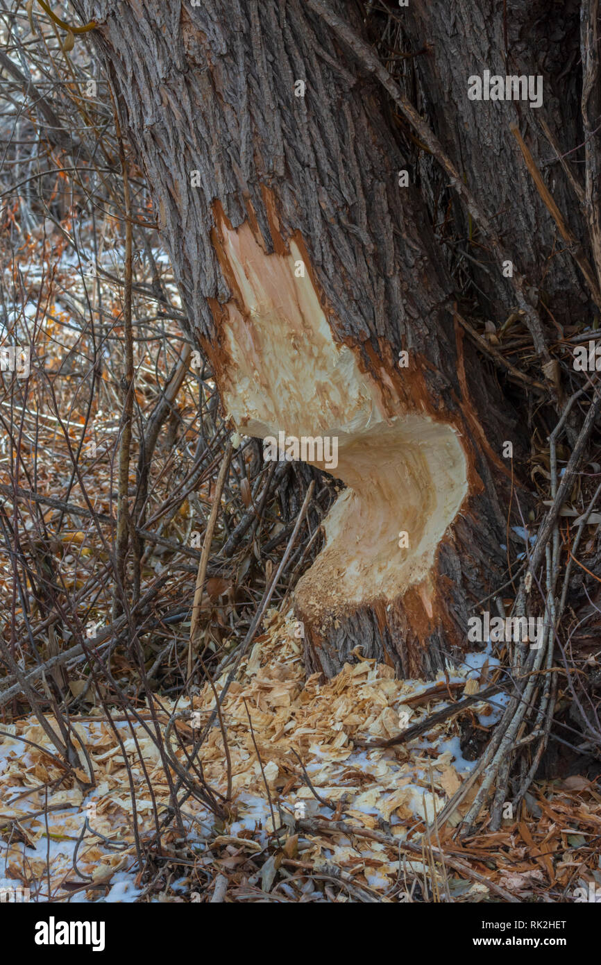 Beaver tree chew hi-res stock photography and images - Alamy