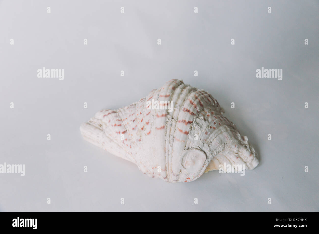 A shell on white background Stock Photo - Alamy