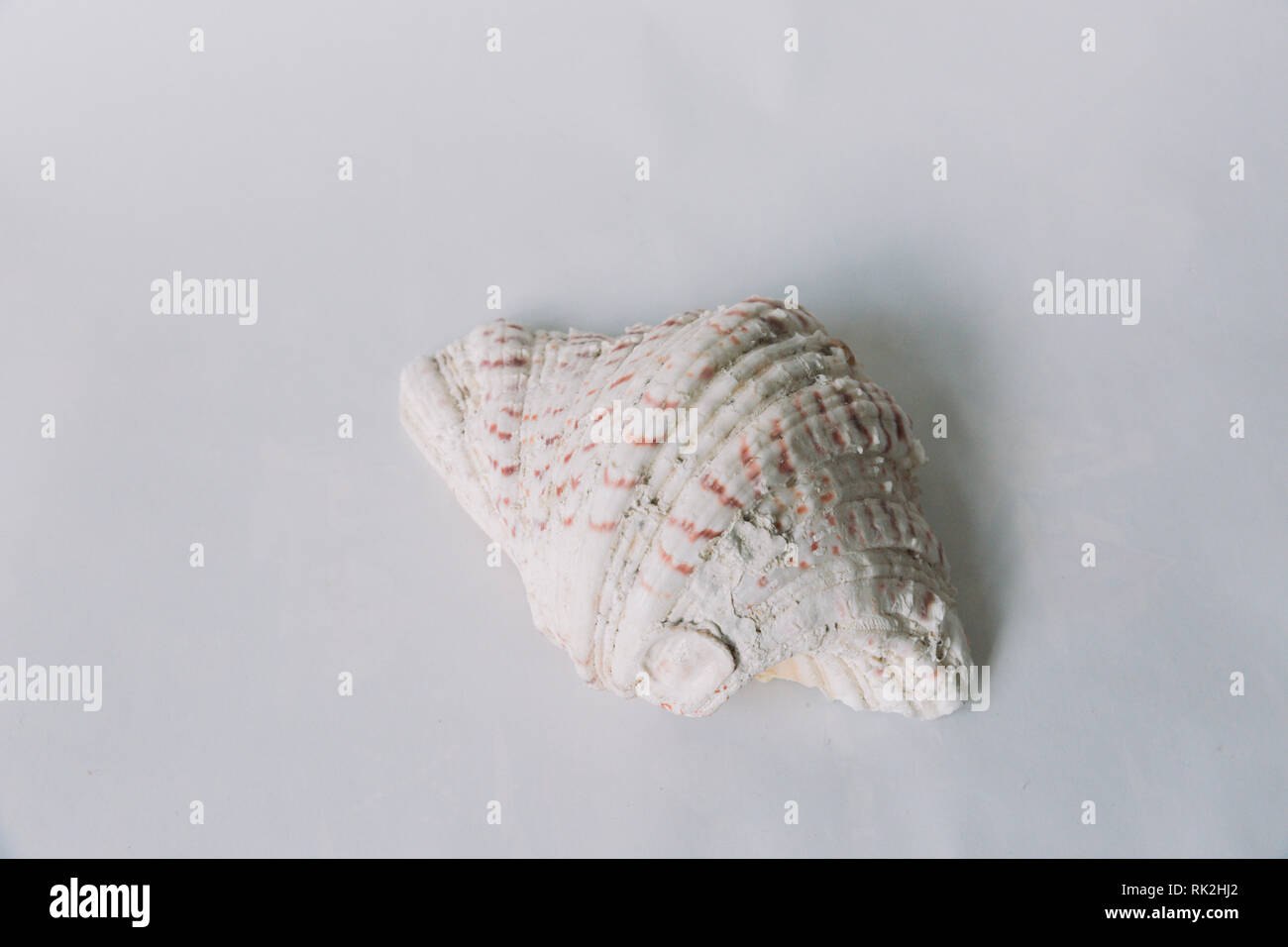 A shell on white background Stock Photo - Alamy