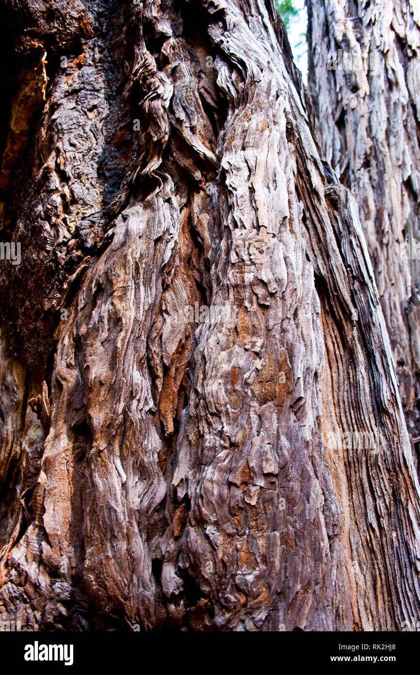 Texture of a sequoia tree in Muir Woods, California Stock Photo - Alamy