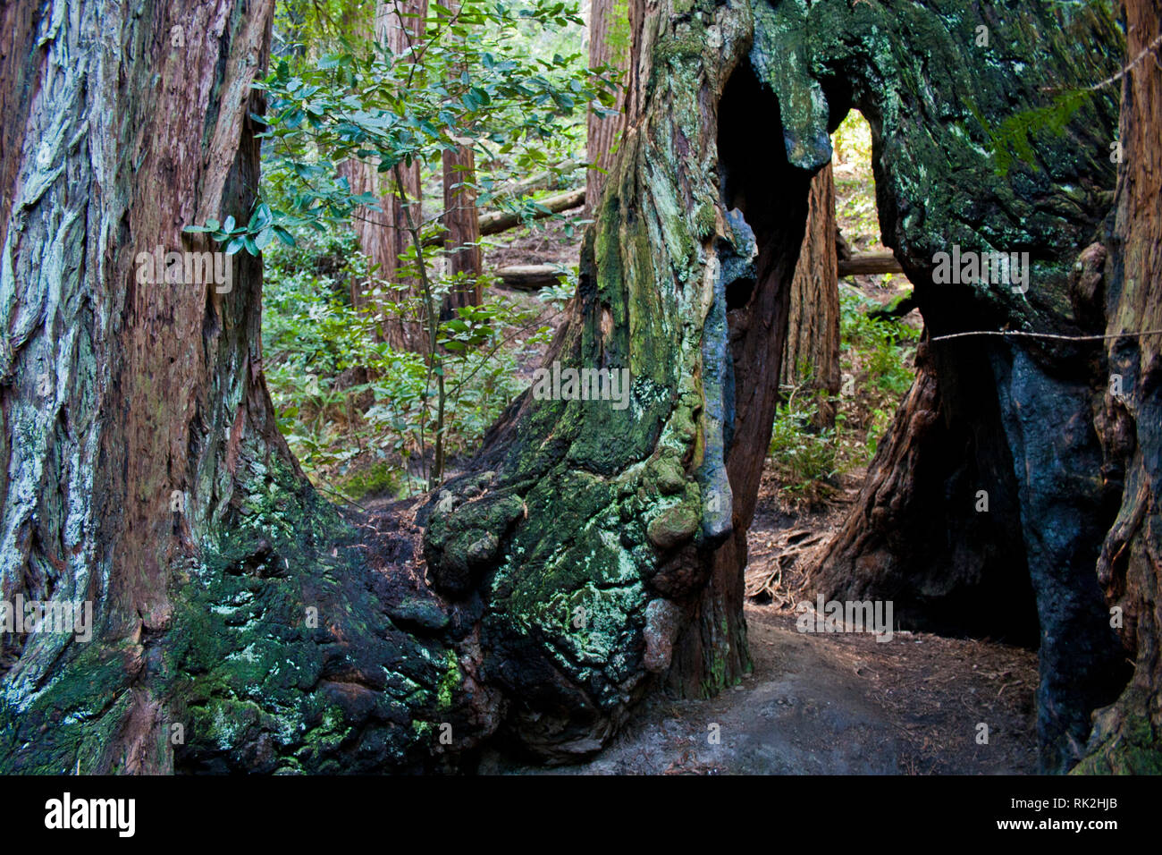 Hole on sequoia tree in Muir Woods, California Stock Photo - Alamy