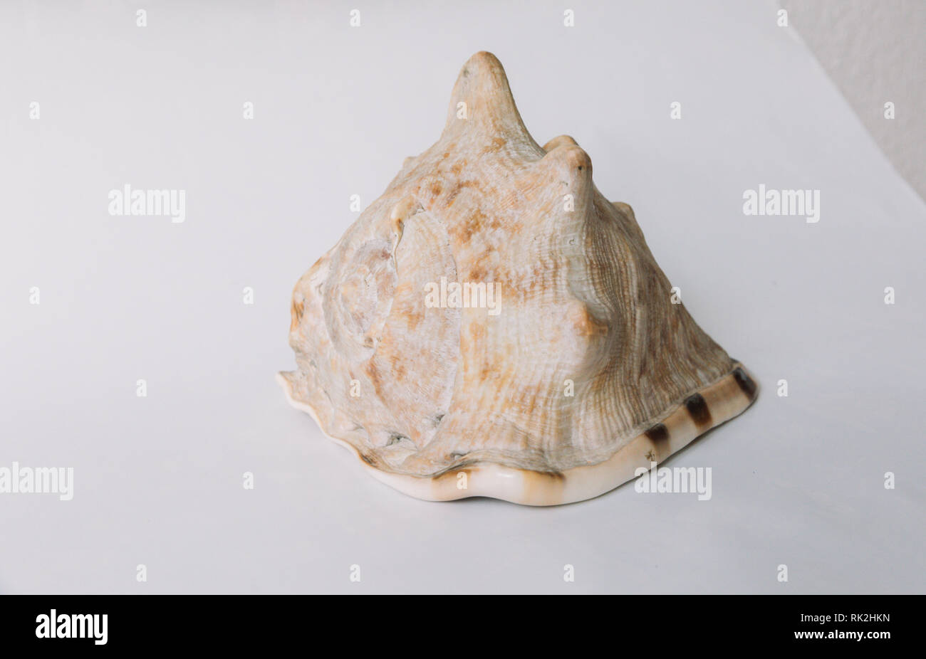 A brown shell on white background Stock Photo - Alamy