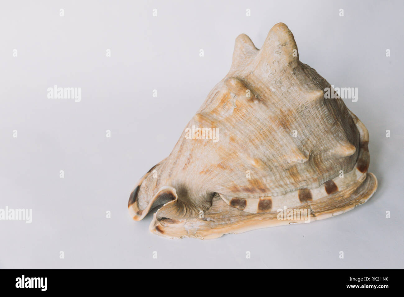 A brown shell on white background Stock Photo - Alamy