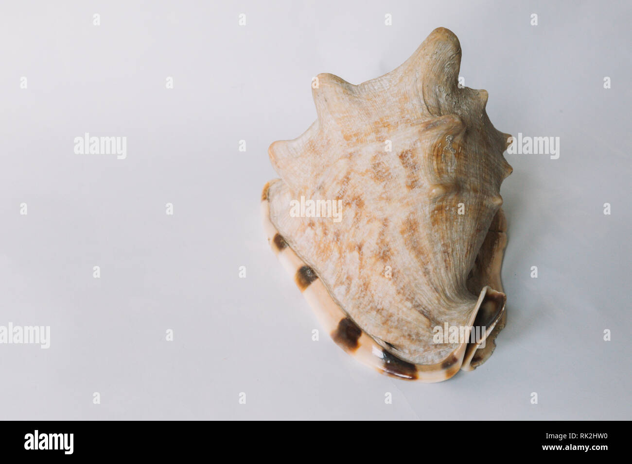 A brown shell on white background Stock Photo - Alamy