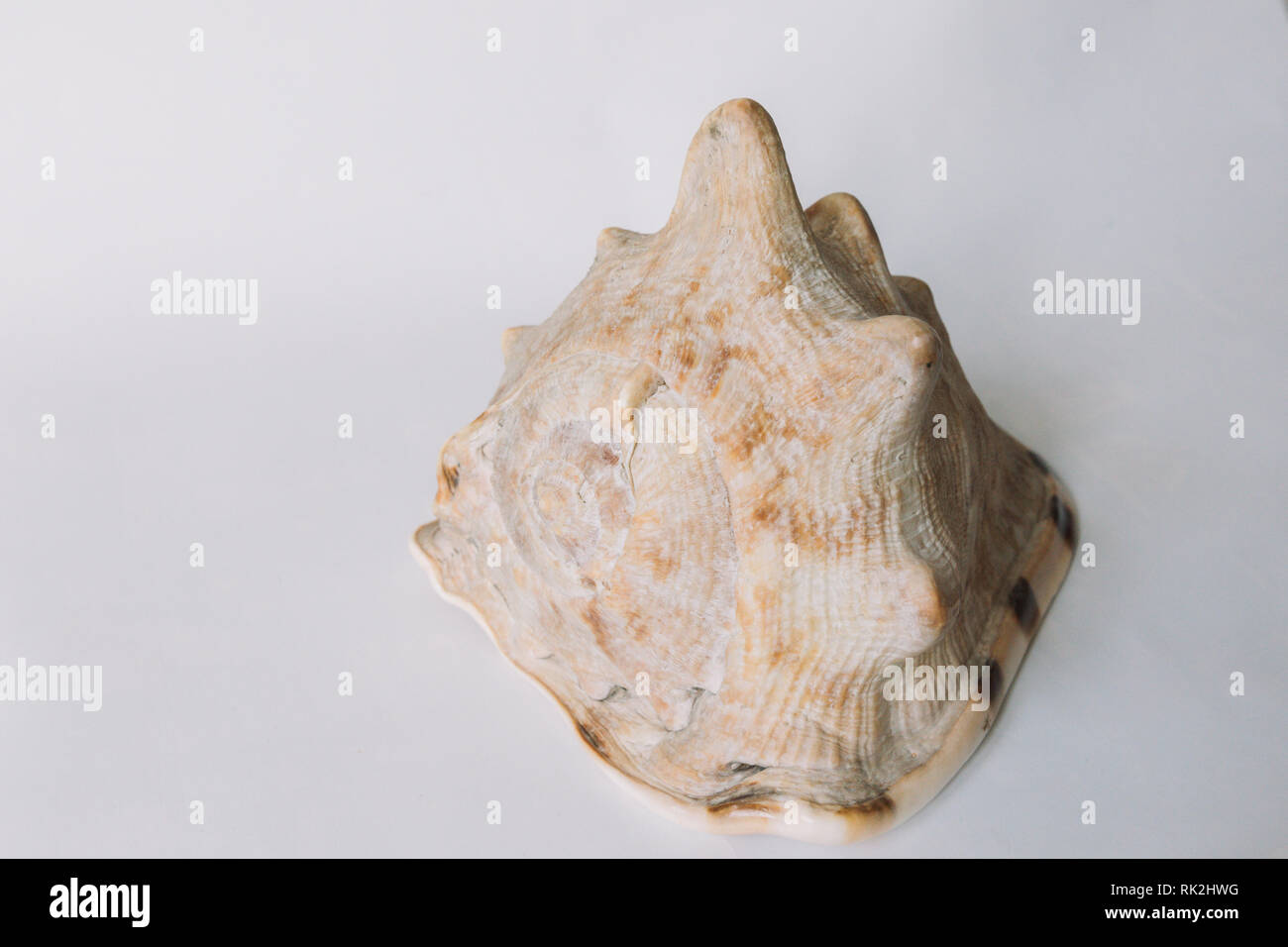 A brown shell on white background Stock Photo - Alamy