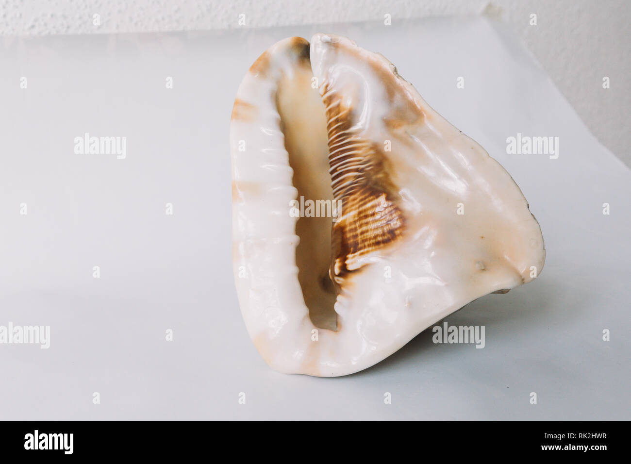 A brown shell on white background Stock Photo - Alamy