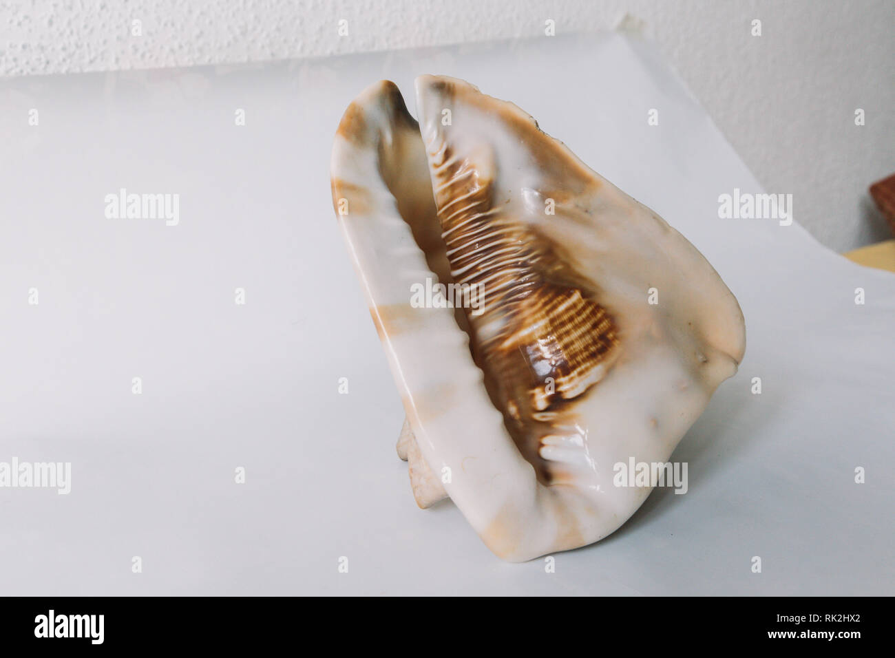 A brown shell on white background Stock Photo - Alamy