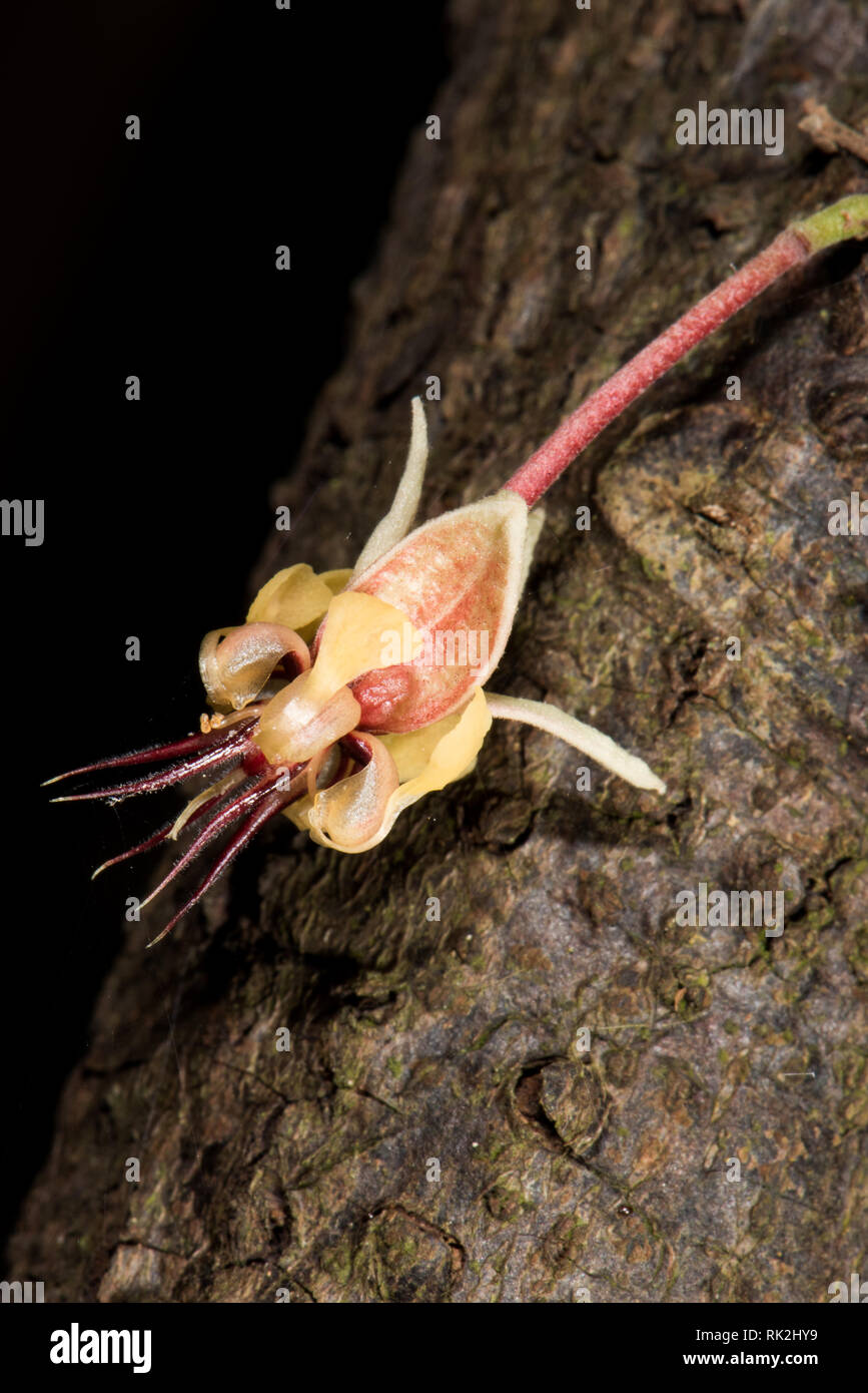 Theobroma cacao flower hi-res stock photography and images - Alamy