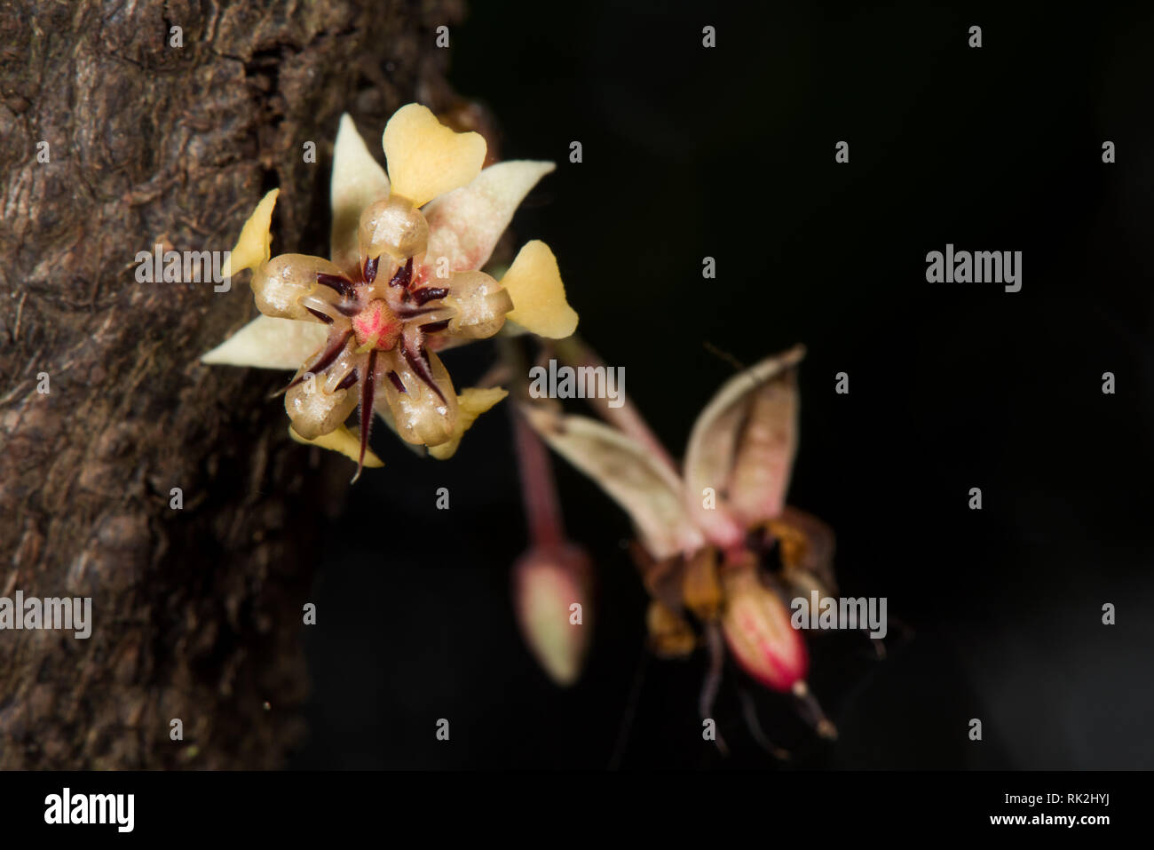 Flower of the Cocoa tree (Theobroma cacao). The flower grows directly ...