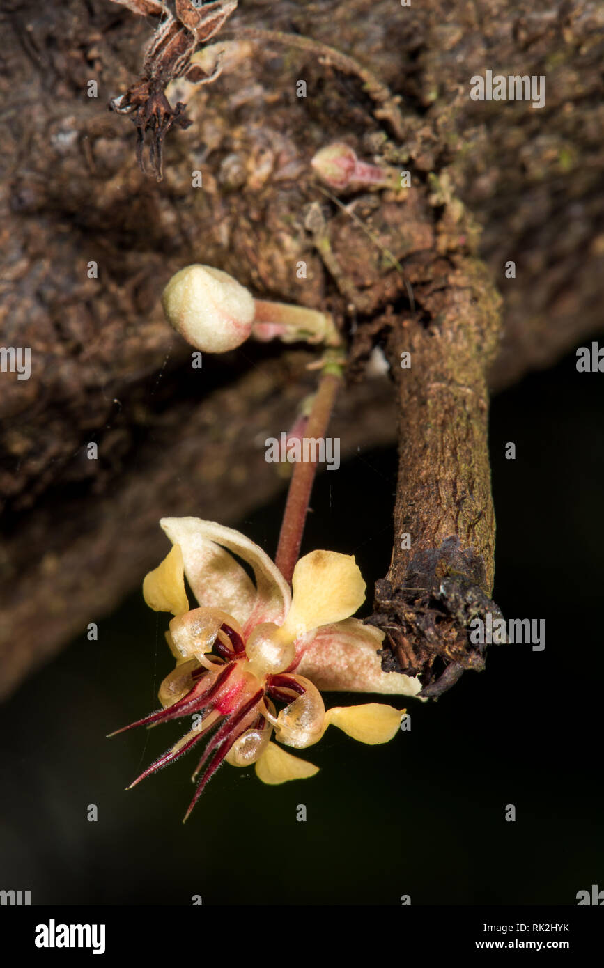 Flower of the Cocoa tree (Theobroma cacao). The flower grows directly ...
