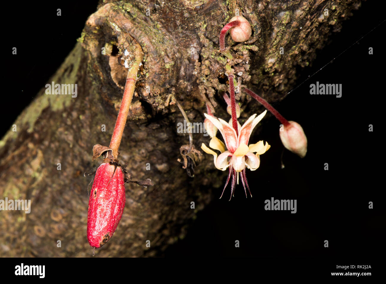 Flower of the Cocoa tree (Theobroma cacao). The flower grows directly ...