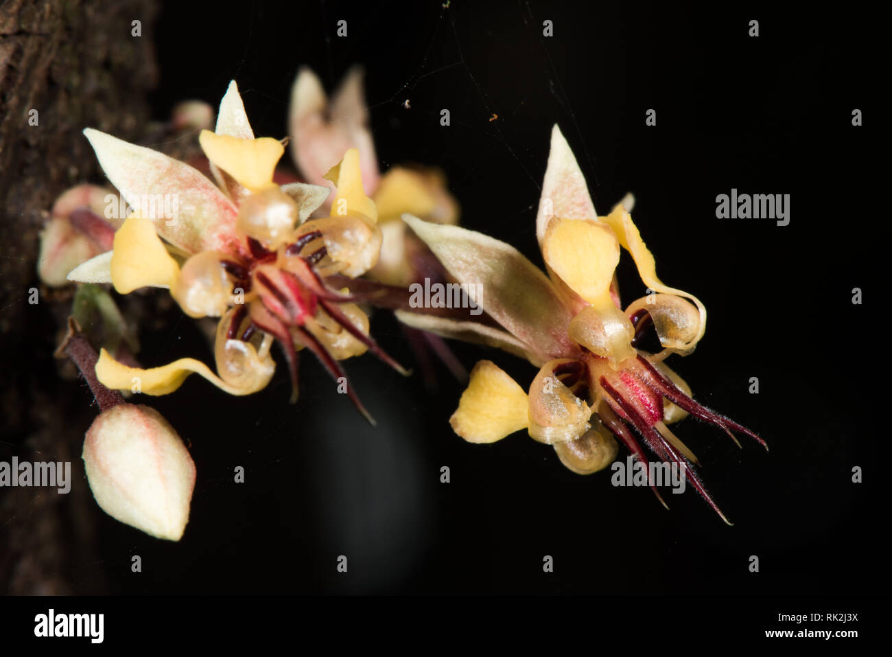 Flower of the Cocoa tree (Theobroma cacao). The flower grows directly ...