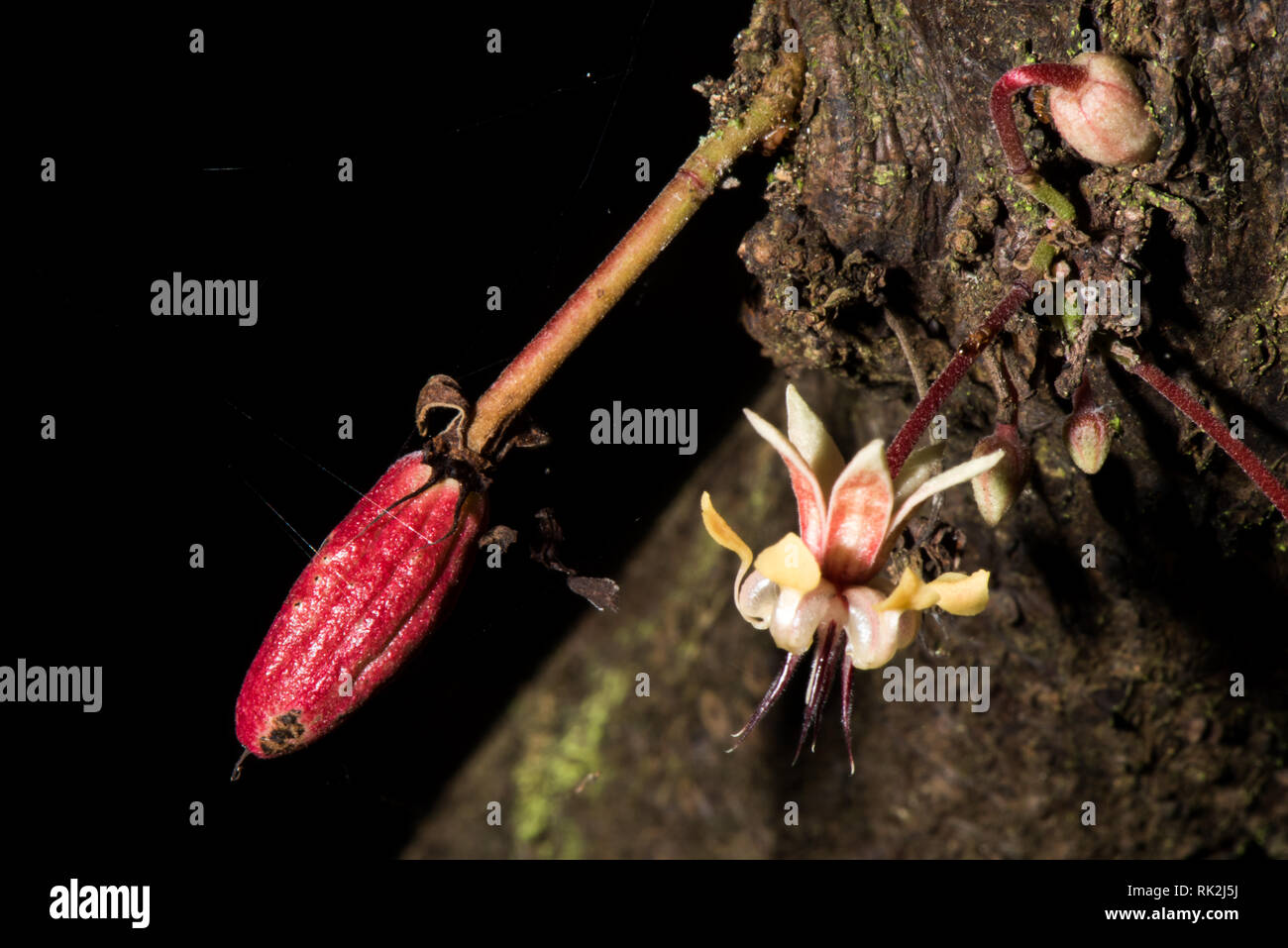 Cocoa tree flower hi-res stock photography and images - Alamy