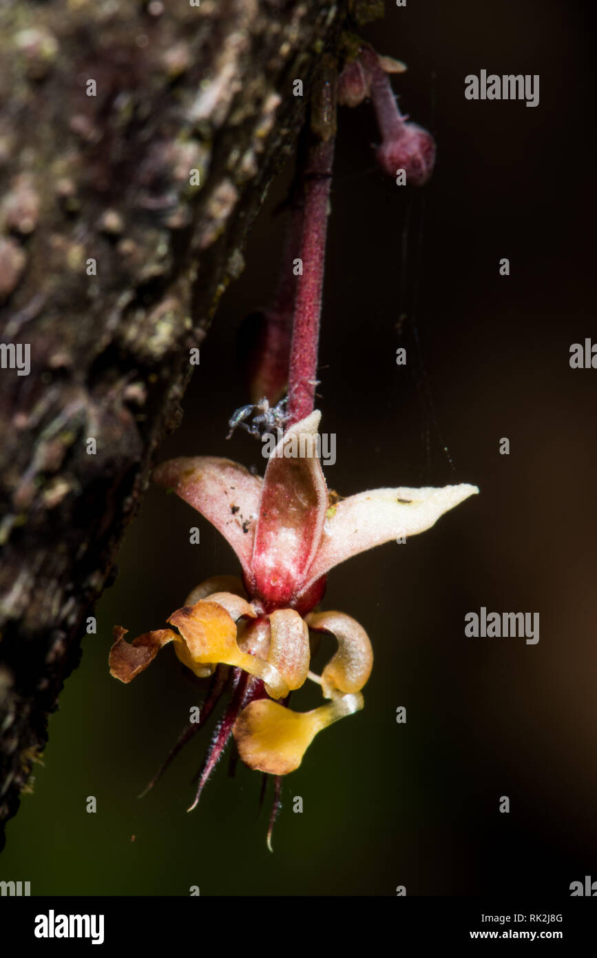 Flower of the Cocoa tree (Theobroma cacao). The flower grows directly ...