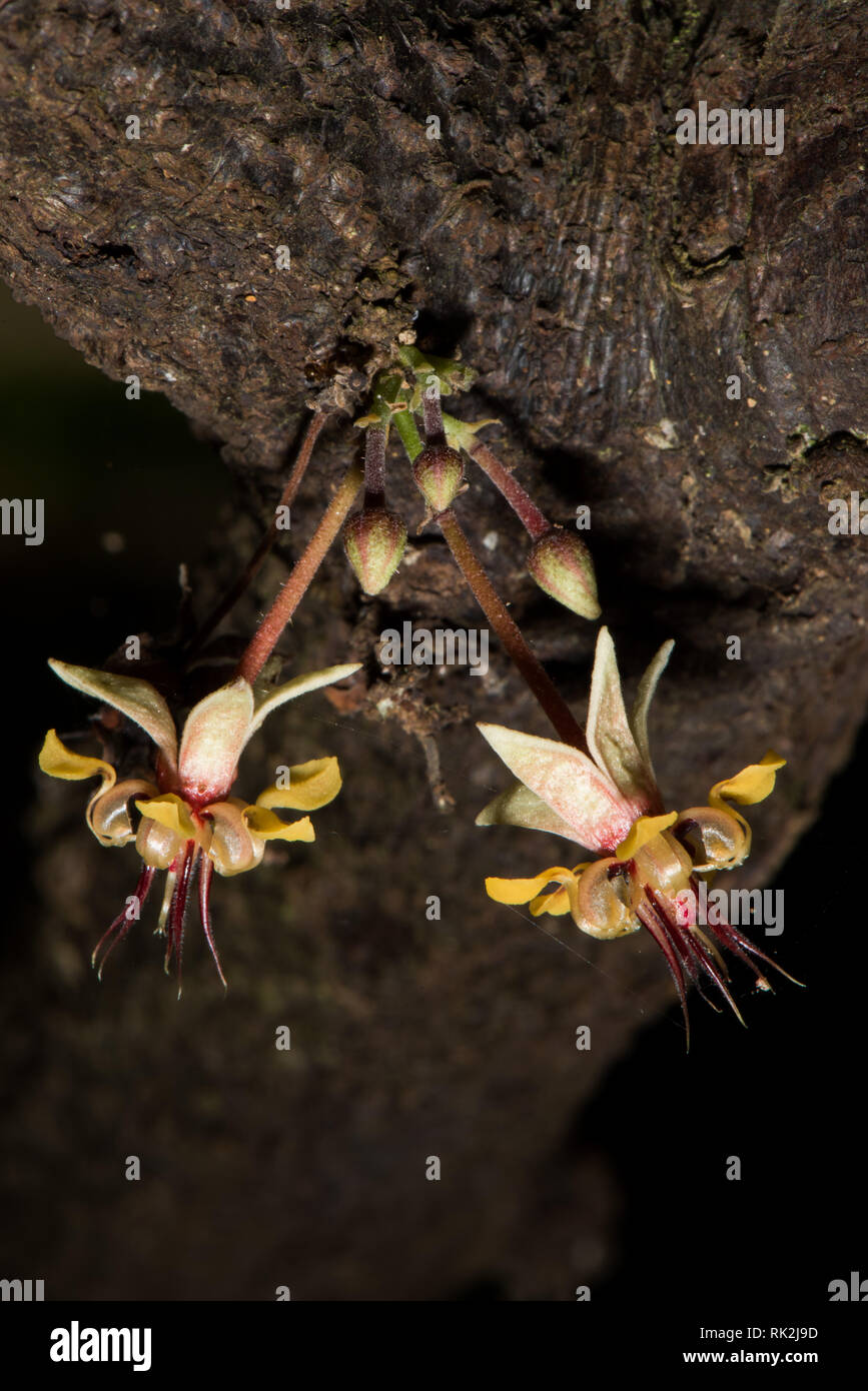 Flower of the Cocoa tree (Theobroma cacao). The flower grows directly ...