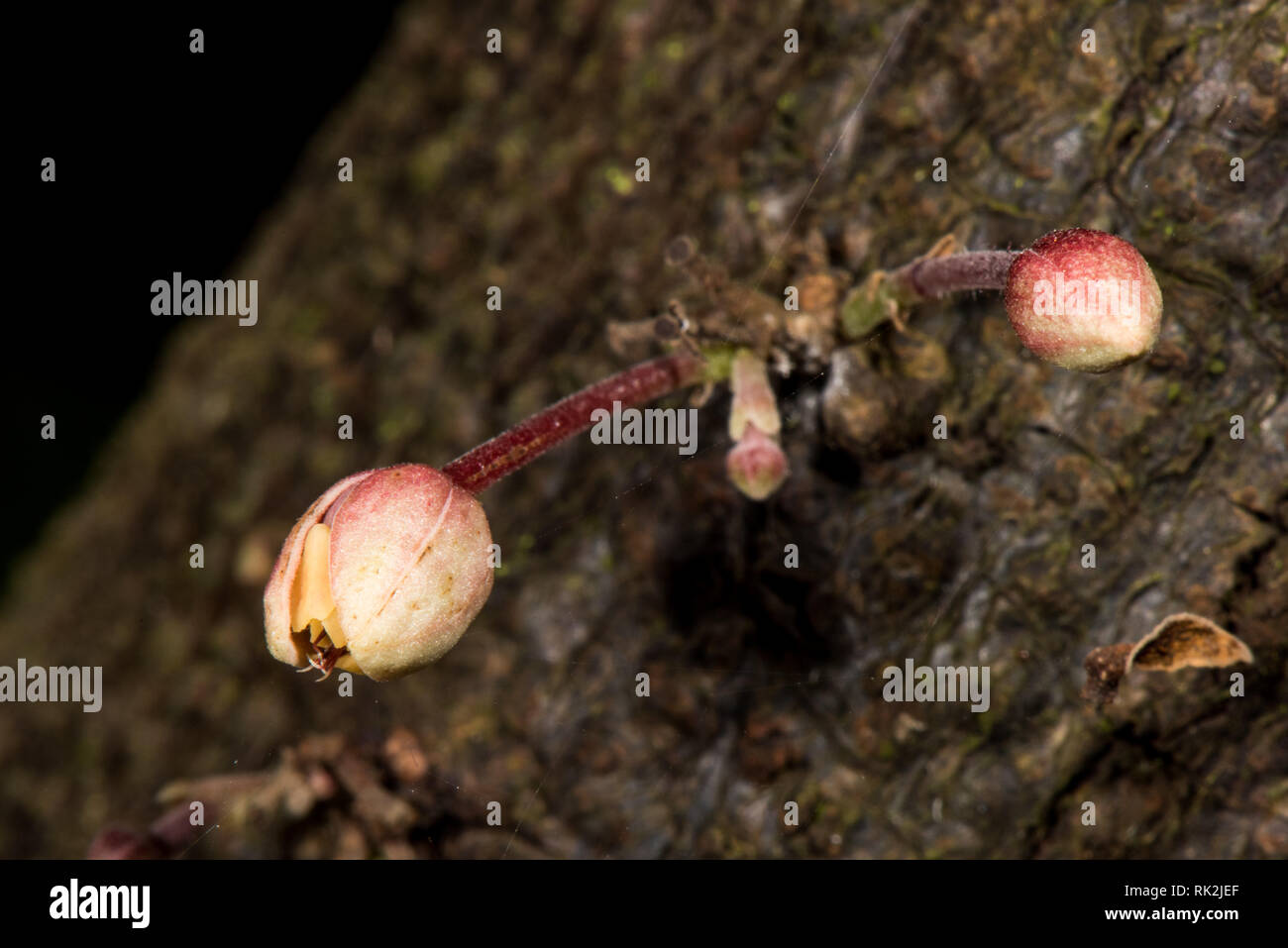 Rainforest cauliflory hi-res stock photography and images - Alamy