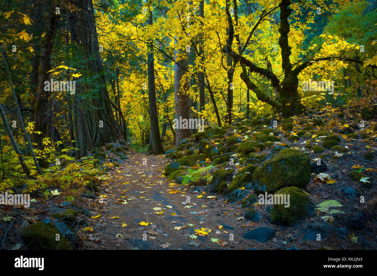 Fall Hiking Trail with Yellow Maple Leaves and trees - Yosemite ...