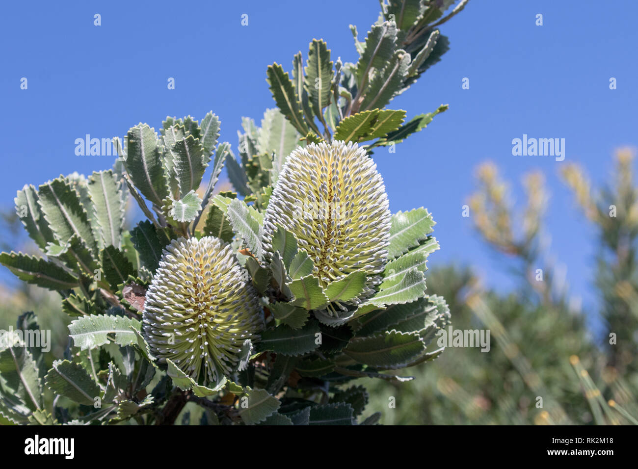 Old man banksia hi-res stock photography and images - Alamy