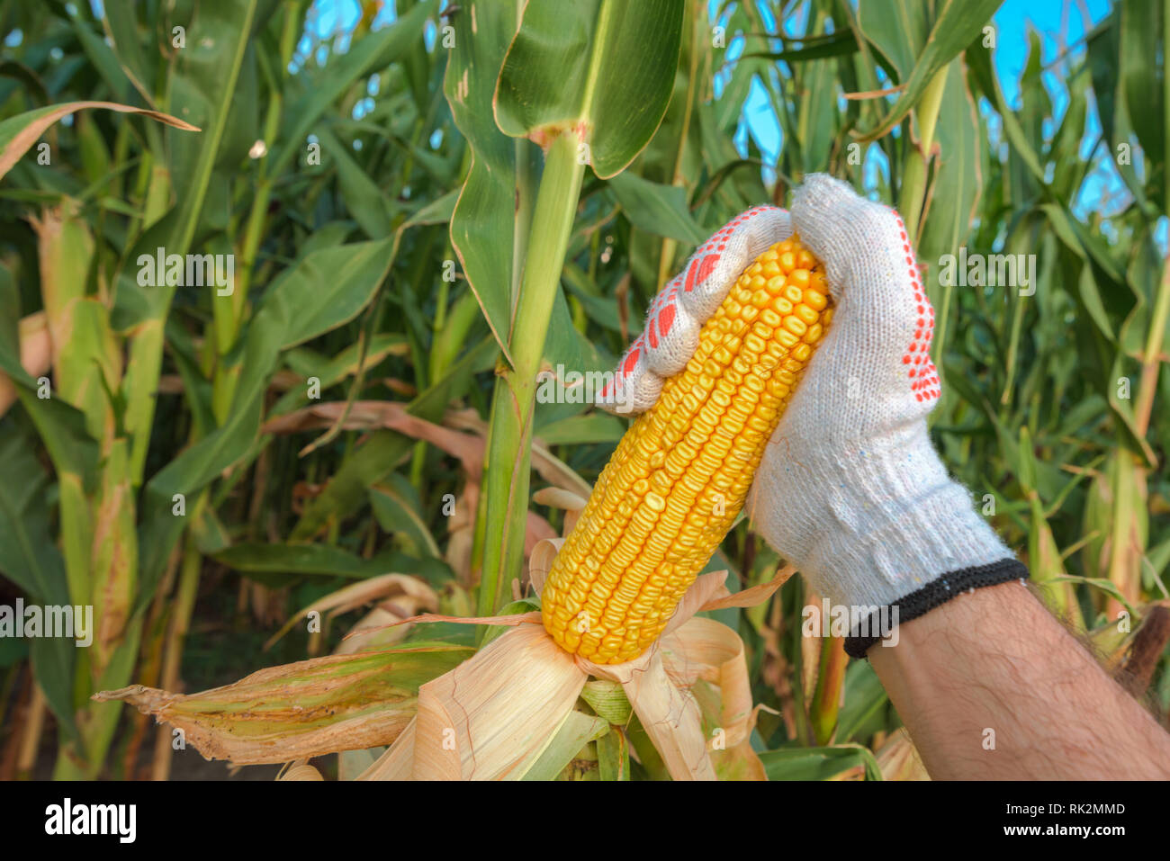 Farm worker picking corn on the cob in cultivated field Stock Photo - Alamy