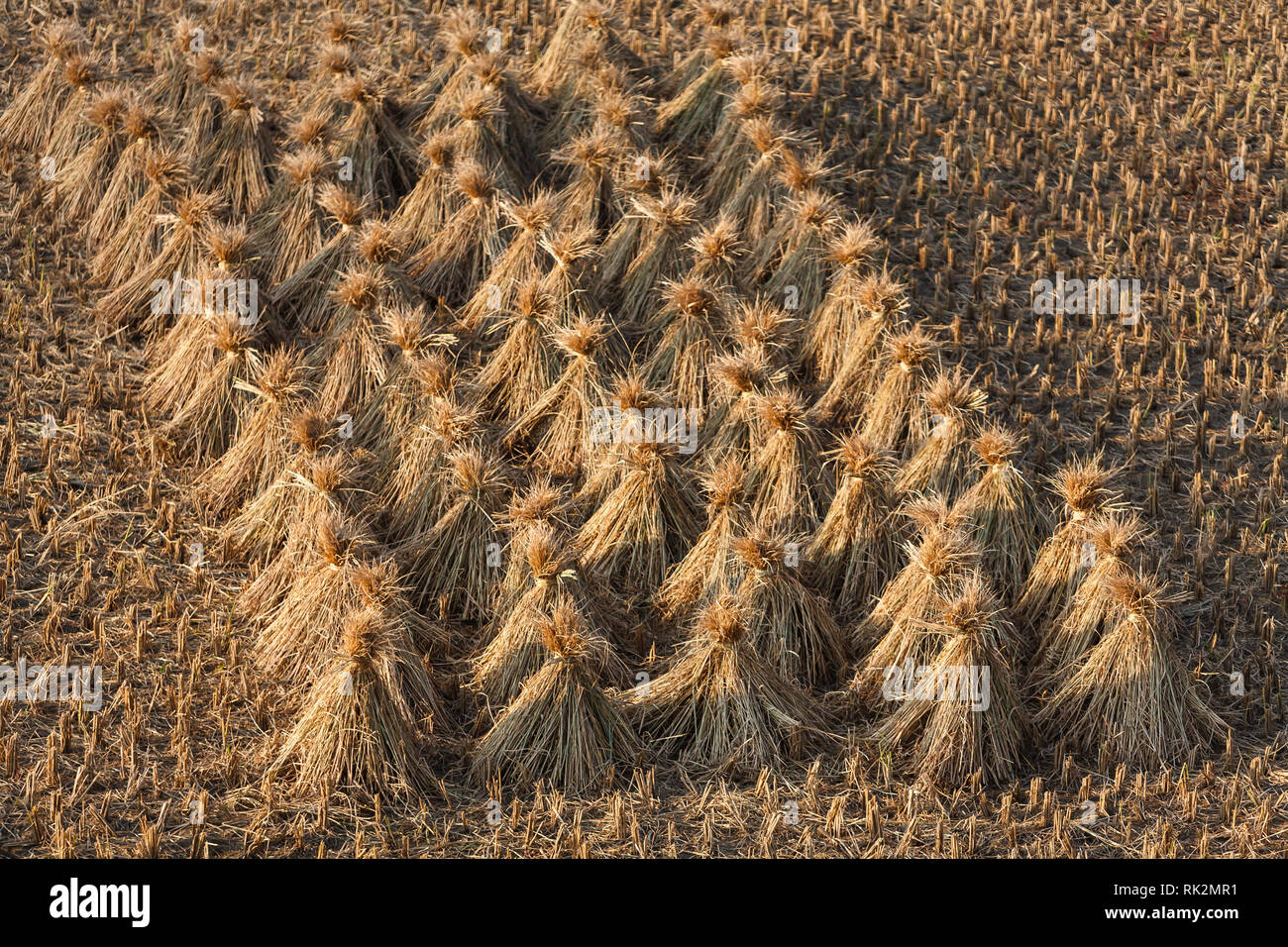 Aerial view of pattern of haystacks in fields in China Stock Photo - Alamy