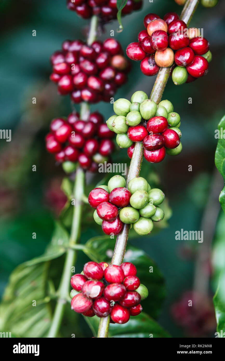 Close up of coffee bean clusters on branch on a plantation in the ...