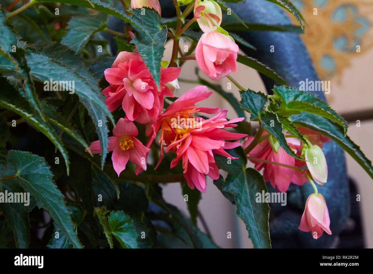 Blooming pink flowers of potted Begonia boliviensis in garden Stock ...