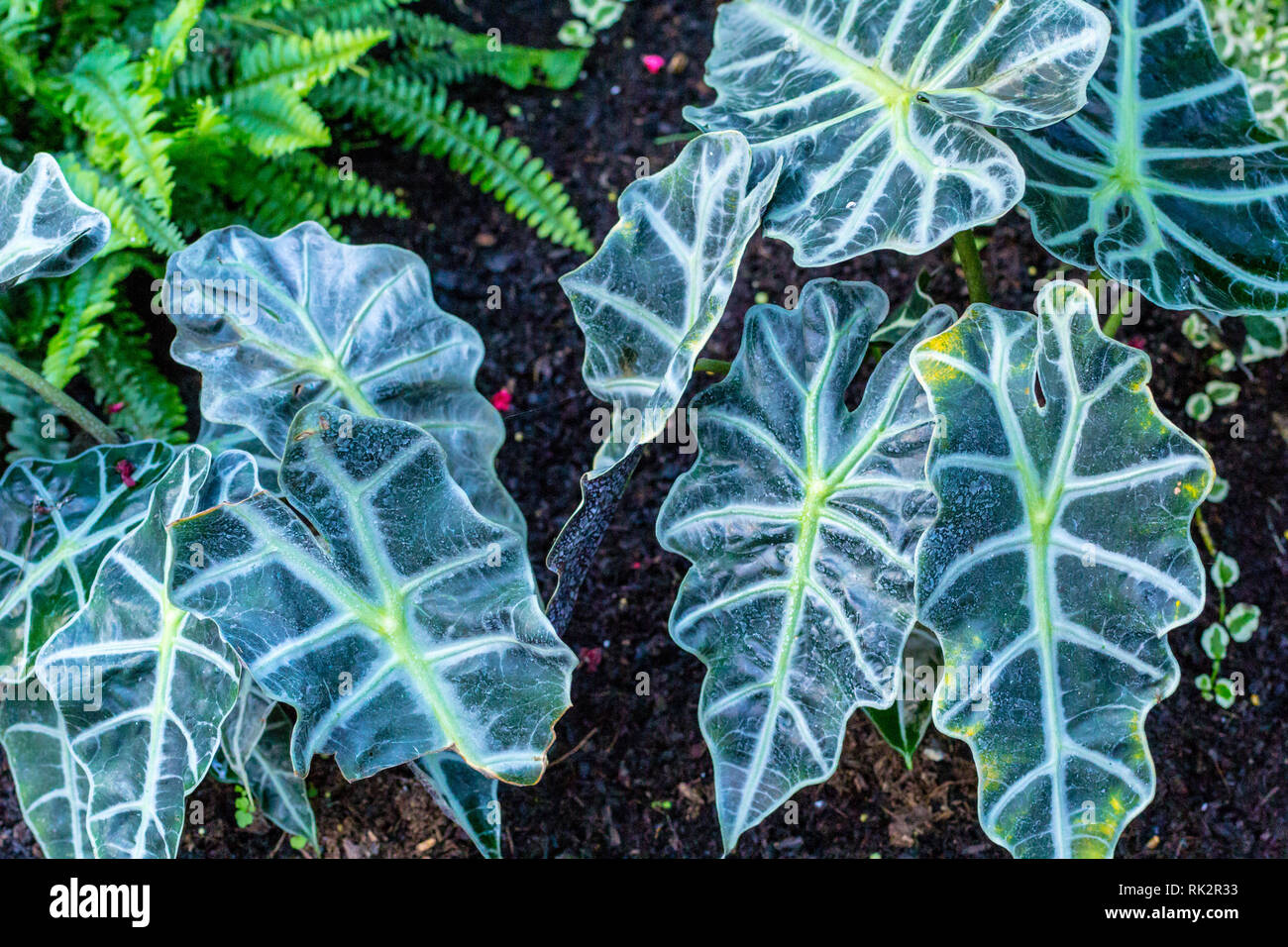 Exotic plants close up, natural ,tropical background Stock Photo - Alamy
