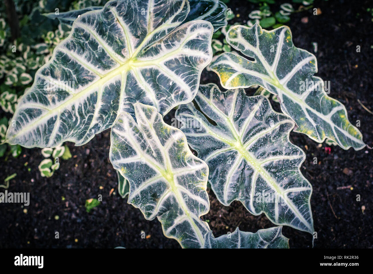 Exotic plants close up, natural ,tropical background Stock Photo - Alamy