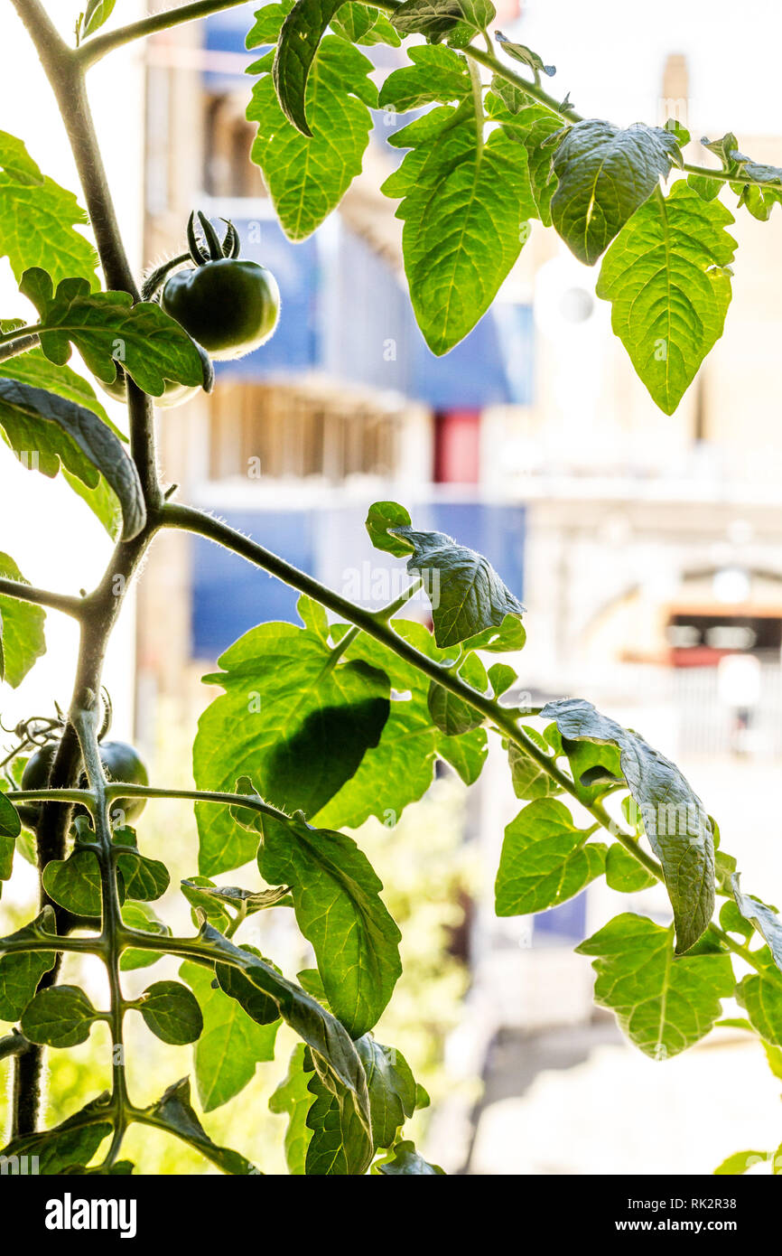 Green growing tomato plant in the window Stock Photo - Alamy