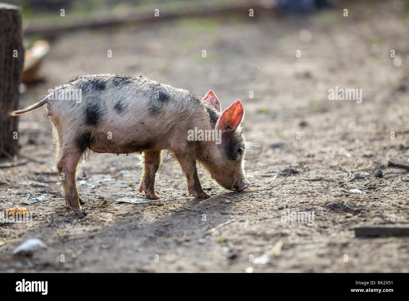 Small young funny dirty pink and black pig piglet standing outdoors on ...