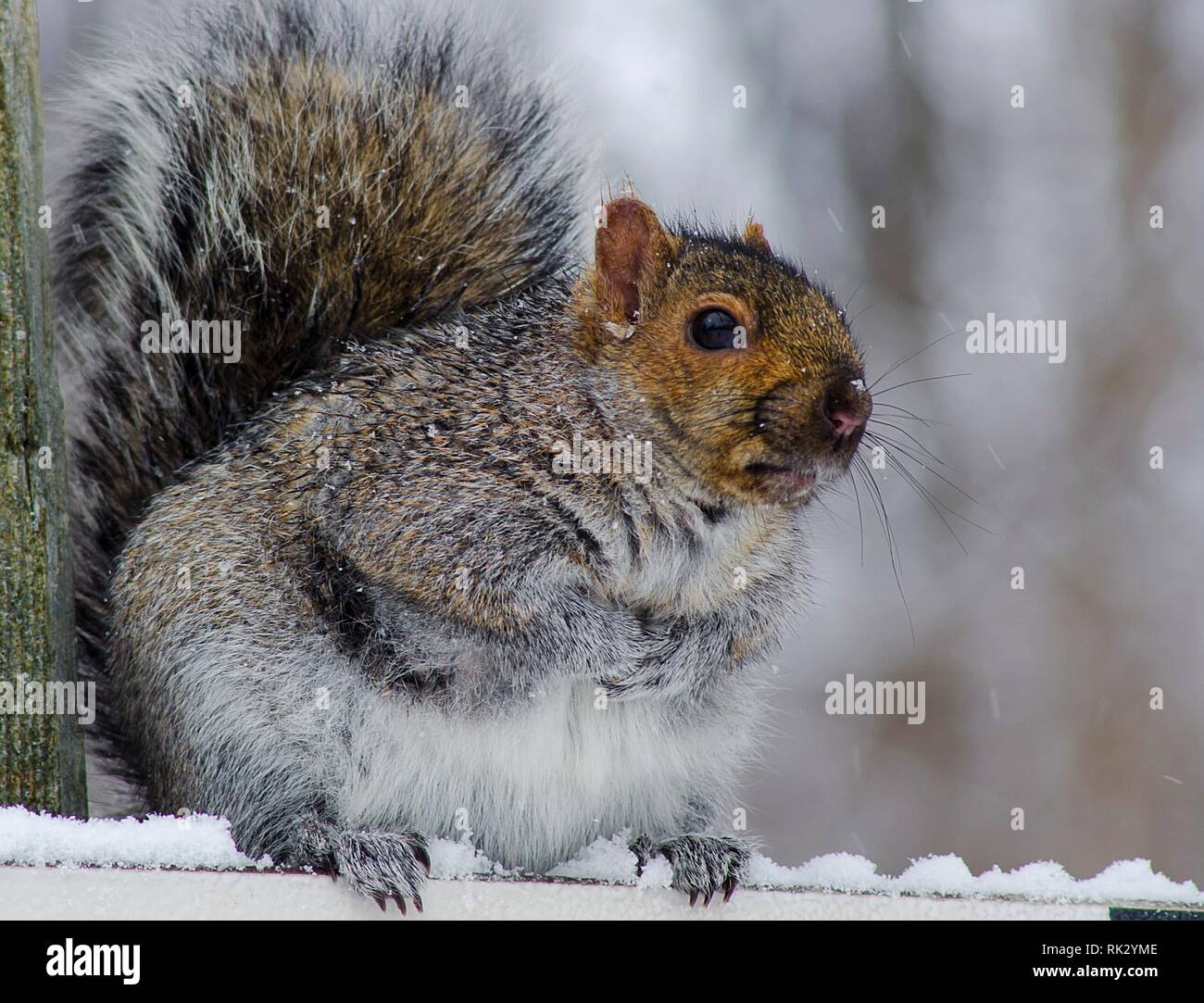 Canadian Gray Squirrel Stock Photo - Alamy