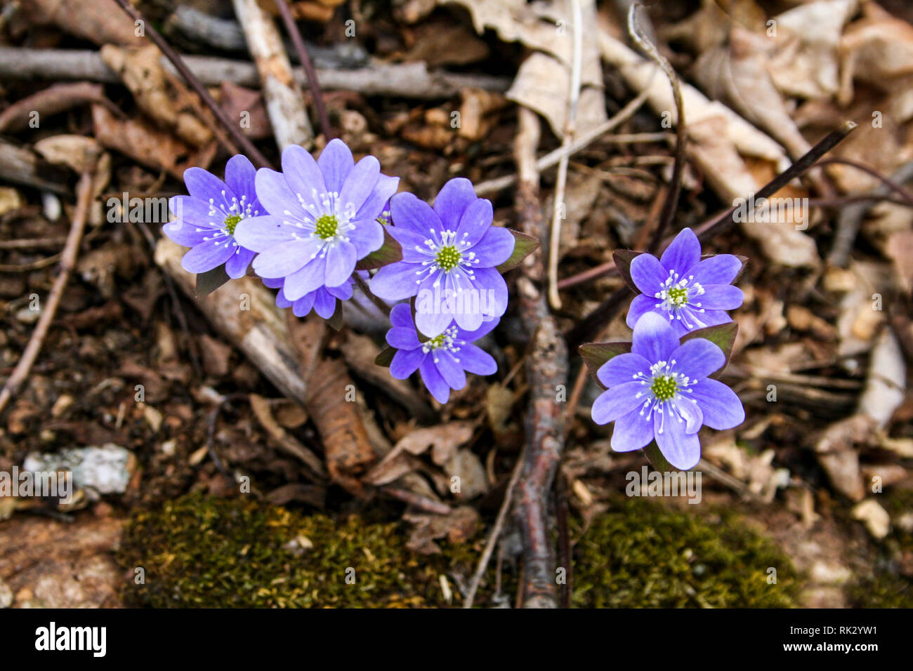 Purple flowers in the springtime in Ontario Stock Photo - Alamy