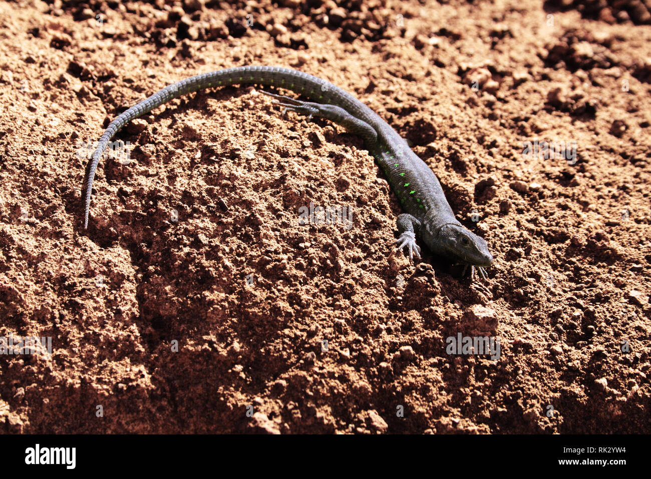 Lizard shedding skin hi-res stock photography and images - Alamy